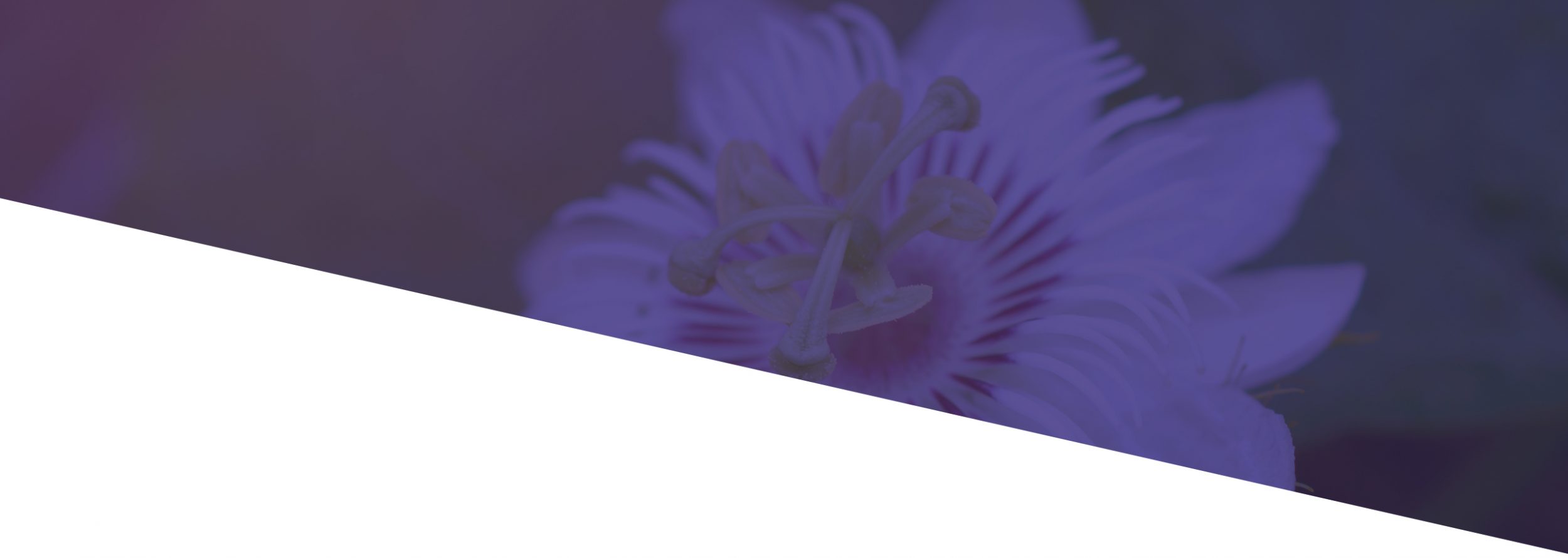 Natural Products for Healthy Aging - Vitoli